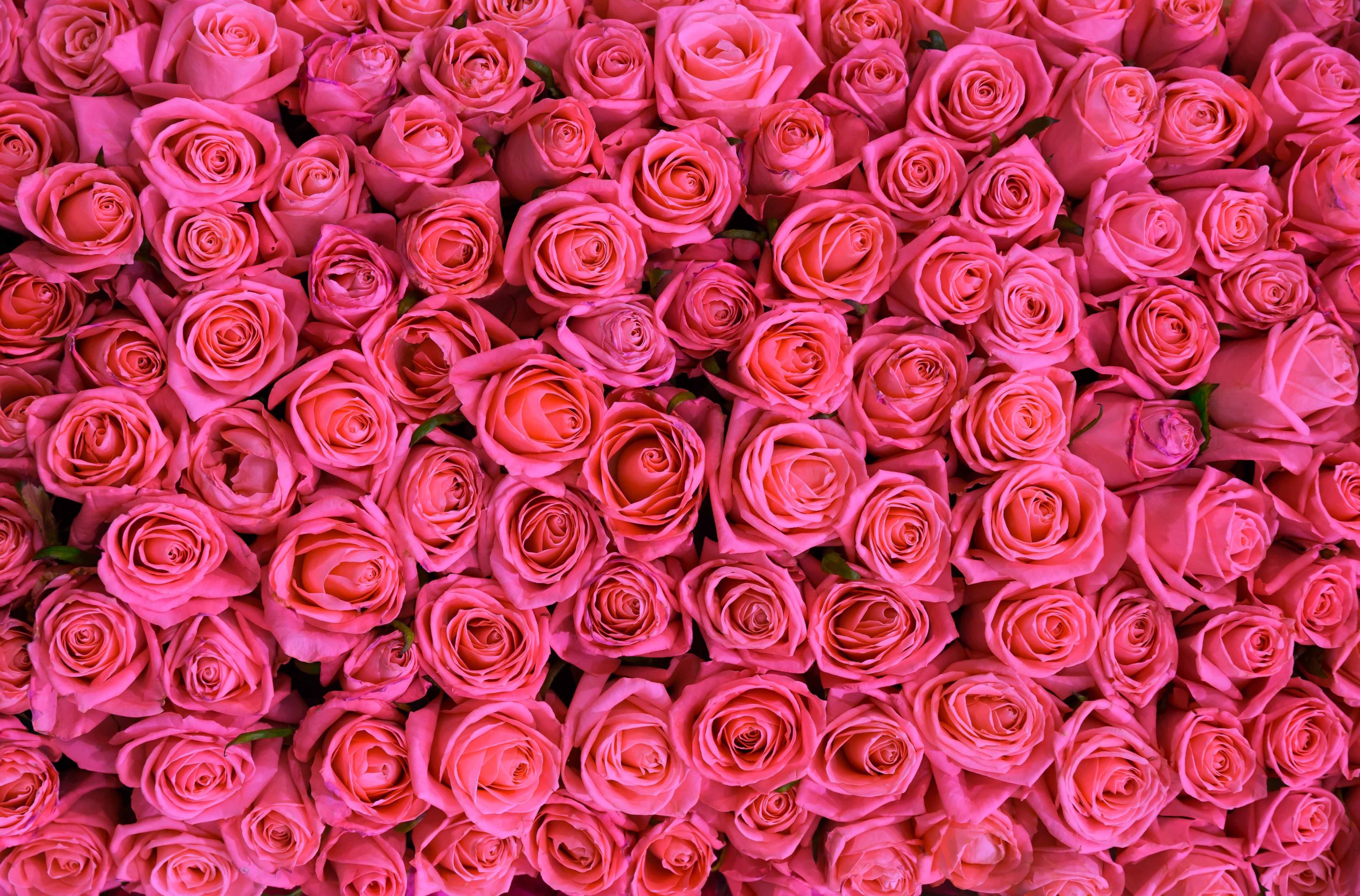 2023 Rose Buds Announced – Rose of Tralee